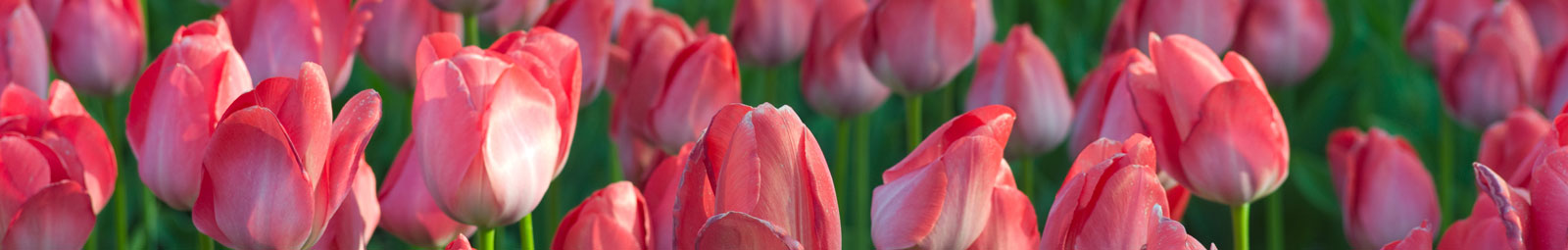 Steve Hall, Sheriff of St. Mary's County Maryland